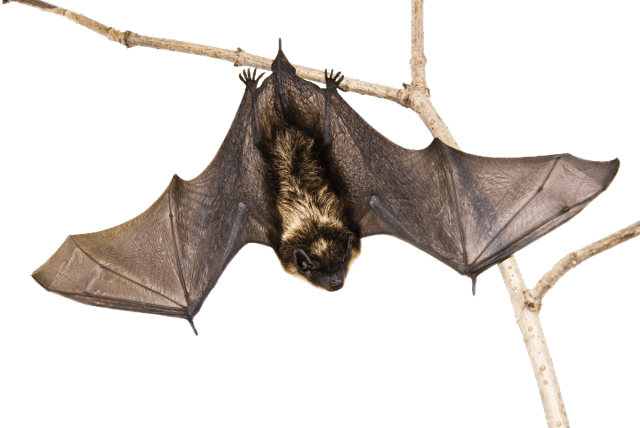 Grade 3 Bat protection | BCHydro Power Smart for Schools